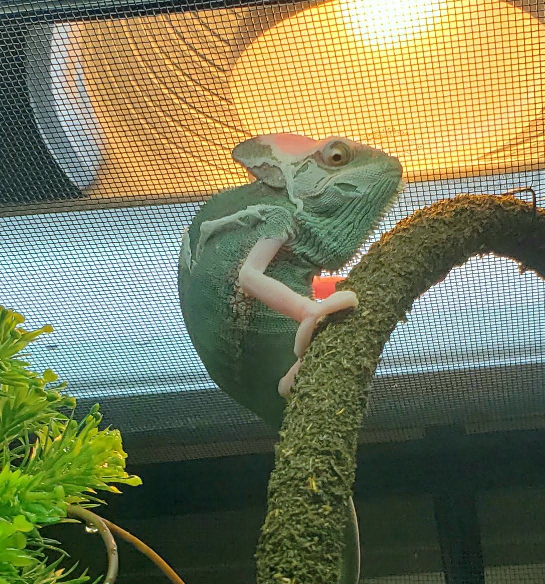 The Death of a Chameleon: There’s No Wrong Way to Handle the Grief
