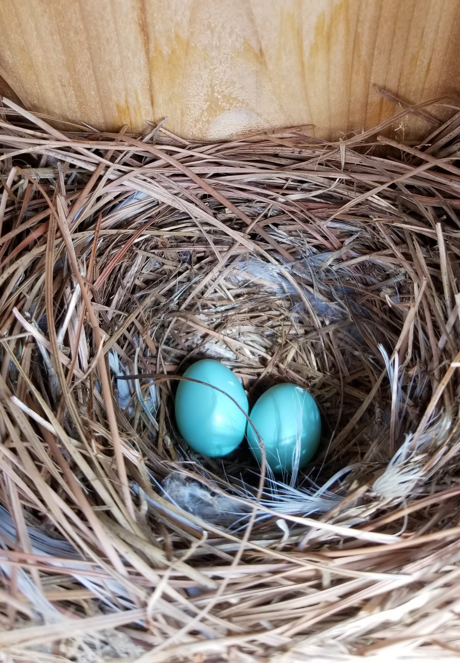 The Mental Load of NESTING: What Your Support Partner Needs to Know